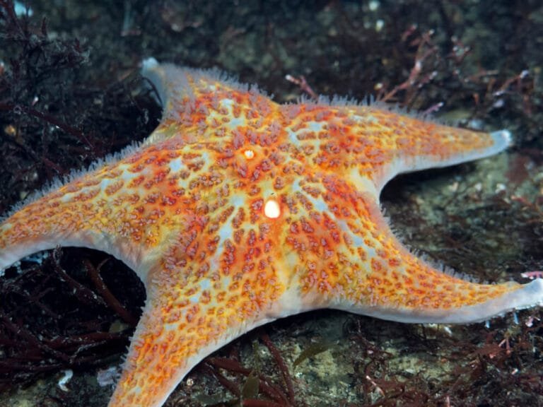 What Do Starfish Eat? Feeding And Diet For Types Of Species