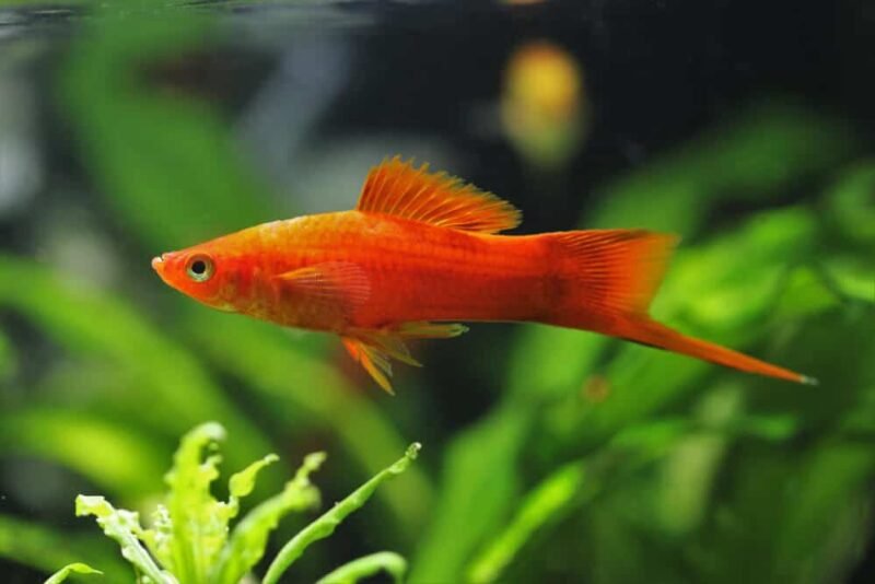 14 Best Cherry Barb Tank Mates And Care Guide | Welcome To Fishkeeping ...