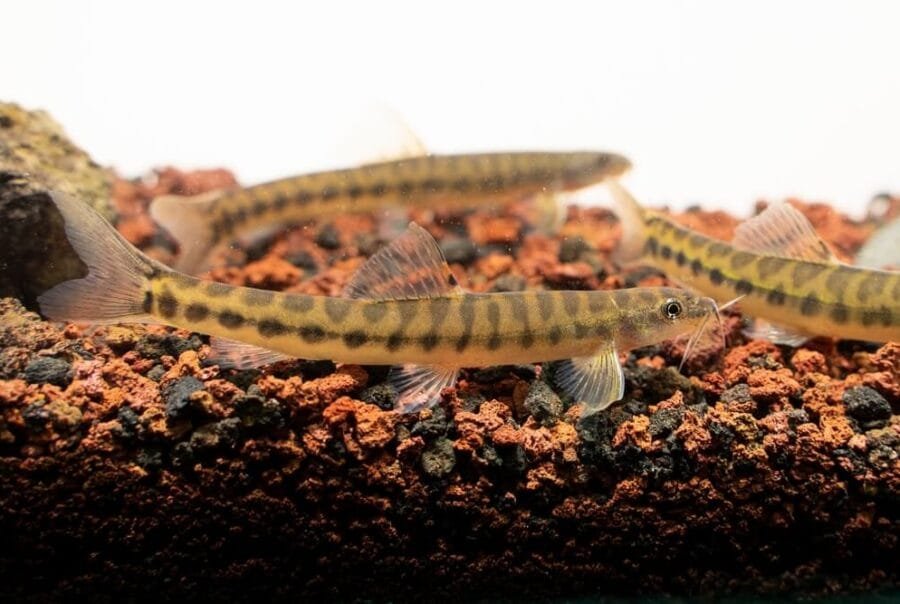 Complete Guide to Kuhli Loach Care: Tank Setup, Diet and Behavior