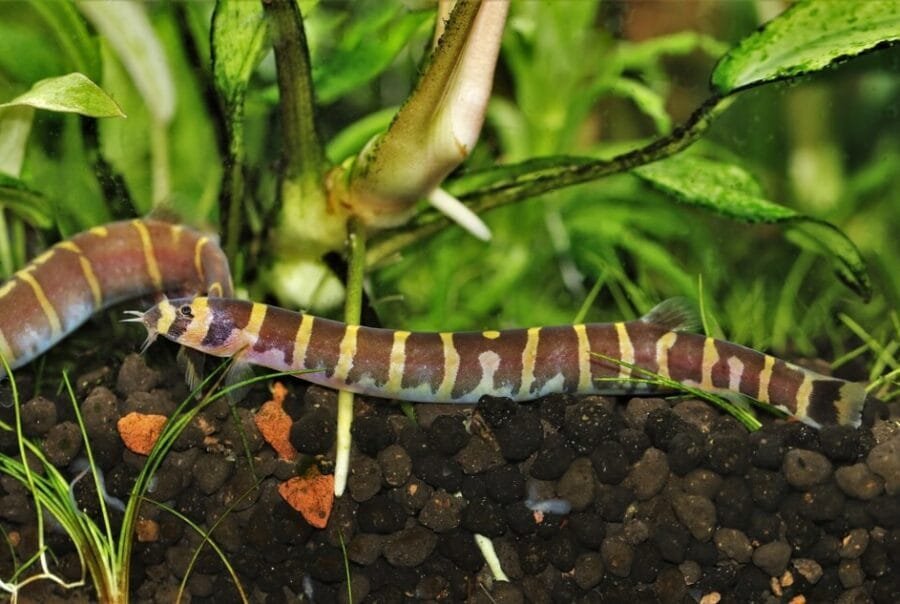 Complete Guide to Kuhli Loach Care: Tank Setup, Diet and Behavior